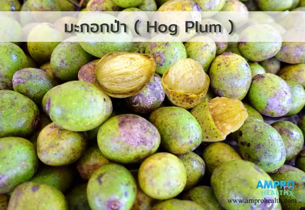 มะกอกป่า ( Hog plum ) สรรพคุณและประโยชน์
